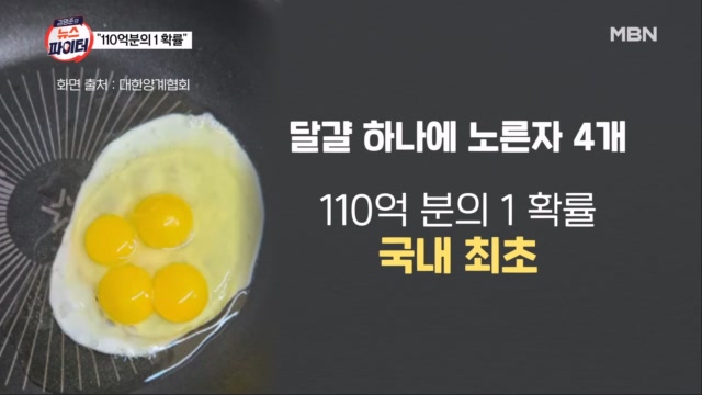 달걀 하나에 노른자 4개…110억분의 1 확률 - 김명준의 뉴스파이터