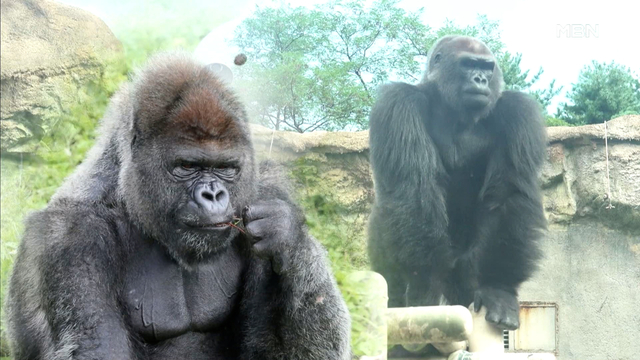 내일은 '세계 고릴라의 날'…"수줍음 잘 타는 고릴라 지켜주세요"