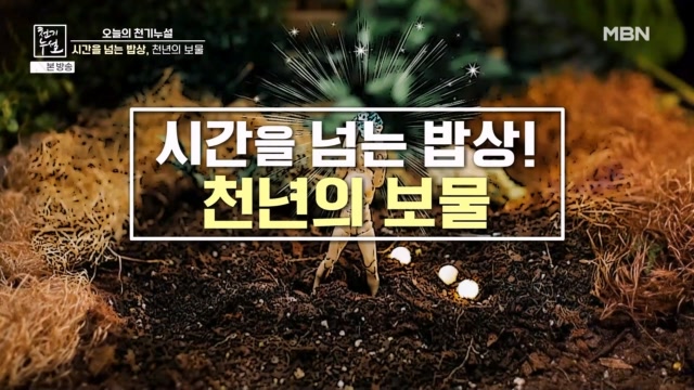 천기누설 : MBN '천기누설' 매주 금요일 오후 8시 10분 방송! - MBN