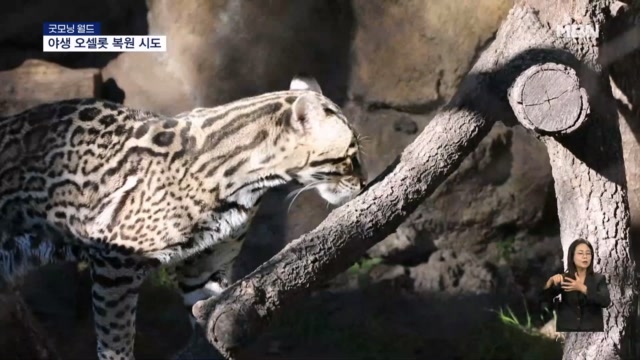 [굿모닝월드] 야생 오셀롯 복원 시도